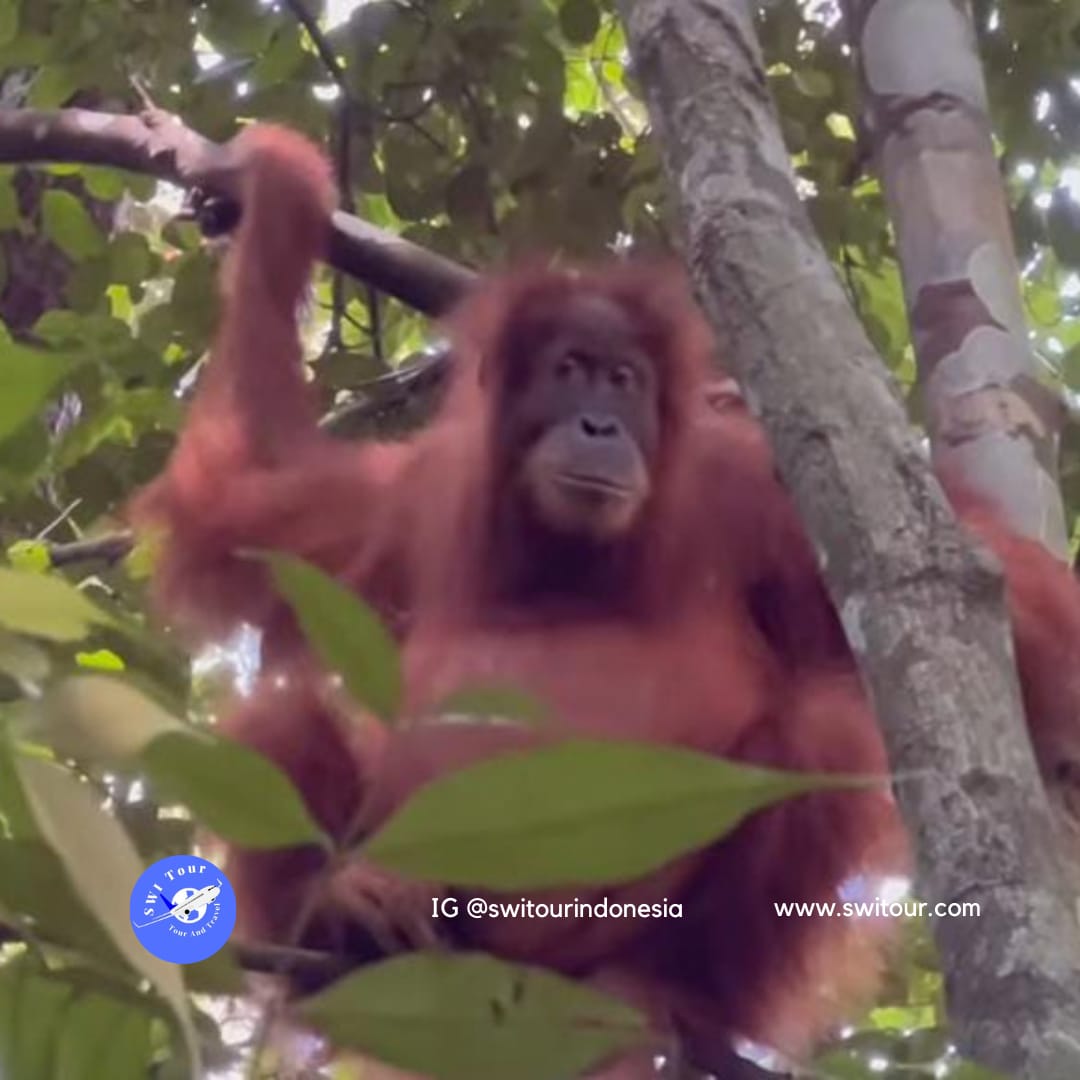 Sumatra Overland Tour Package, Medan, Bukit Lawang, Lake Toba & Padang ...