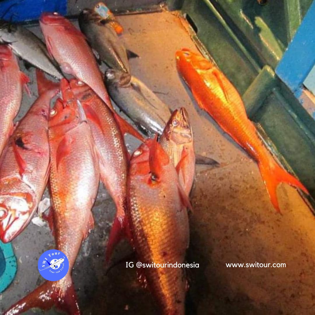 Sumatra Fishing Stayonboat & Overland Tour Package, Mentawai Day Trip ...